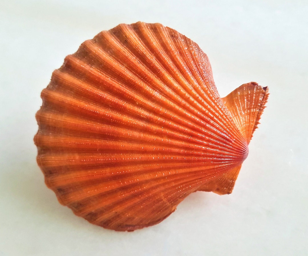 Seashell Pecten Mimachlamys Australis | Pectinidae | Exceptional ...