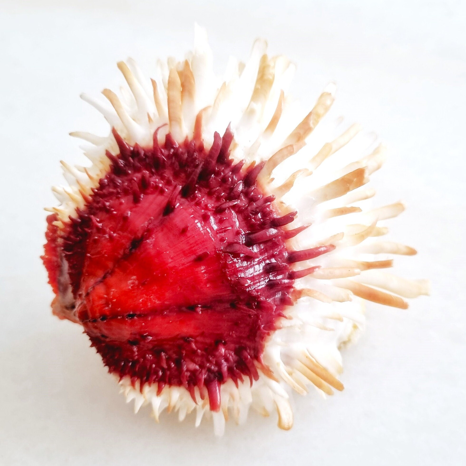 Seashell Spondylus Varius Spondylidae Giant Variable Thorny Oyster ...