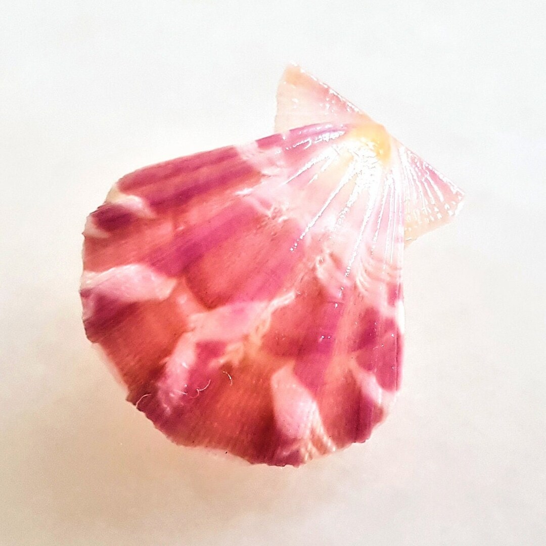 Seashell Decatopecten Plica Pectinidae Plica Scallop - Etsy