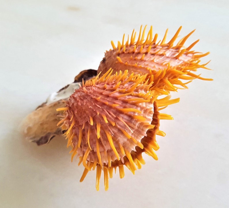 Seashell Spondylus Aurantius Spondylidae Thorny Oyster Cluster Natural ...