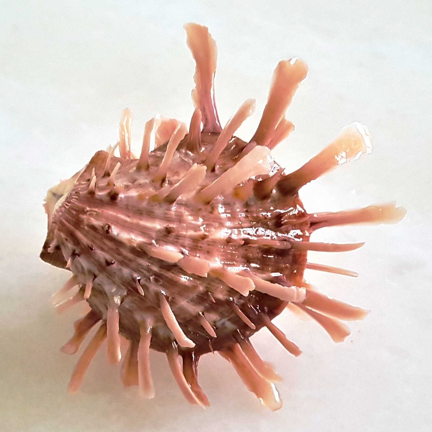 Seashell Spondylus Variegatus Thorny Oyster Spondylidae Natural History ...