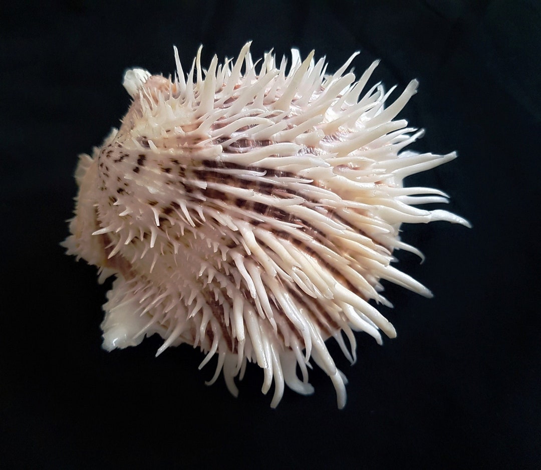 Seashell Spondylus Albibarbatus | Spondylidae | Thorny Oyster ...