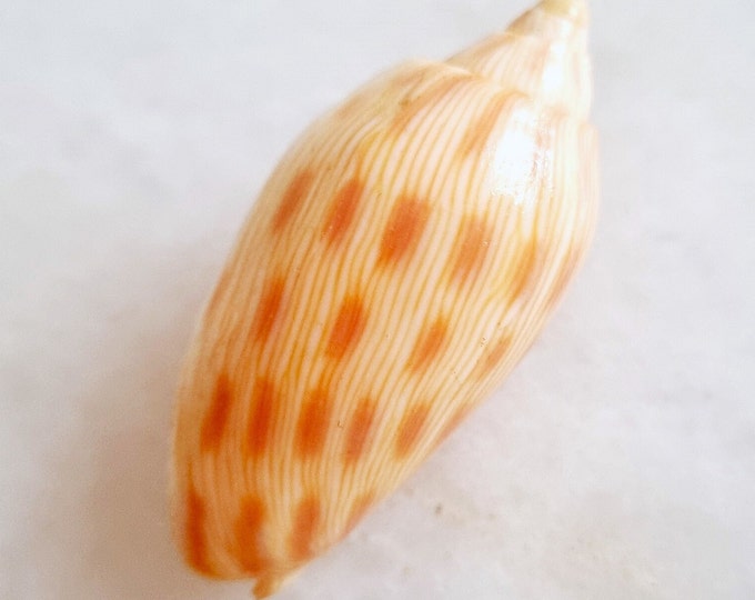 Seashell Voluta Amoria Canaliculata | Volutidae | Channeled Volute ...