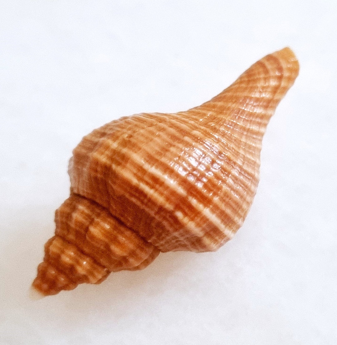 Seashell Pleuroploca Australasia | Fasciolariidae | Australian Horse ...