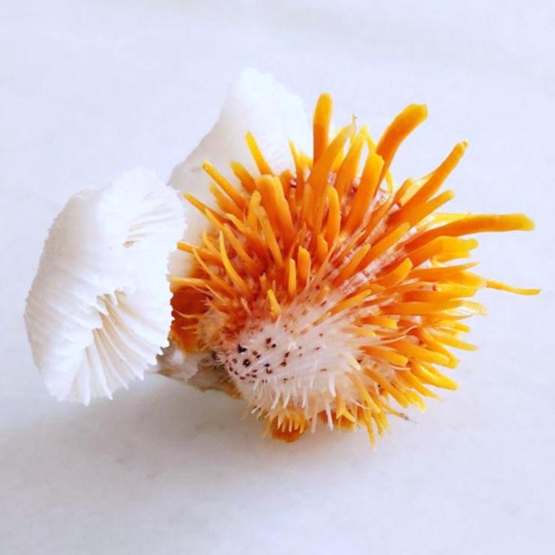 Seashell Spondylus Versicolor | Spondylidae | Aesthetic Thorny Oyster ...