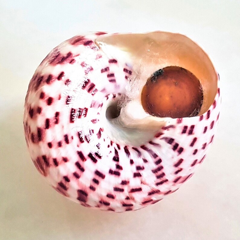 Seashell Tectus Conus Trochidae Tegulidae Cone Top Shell - Etsy