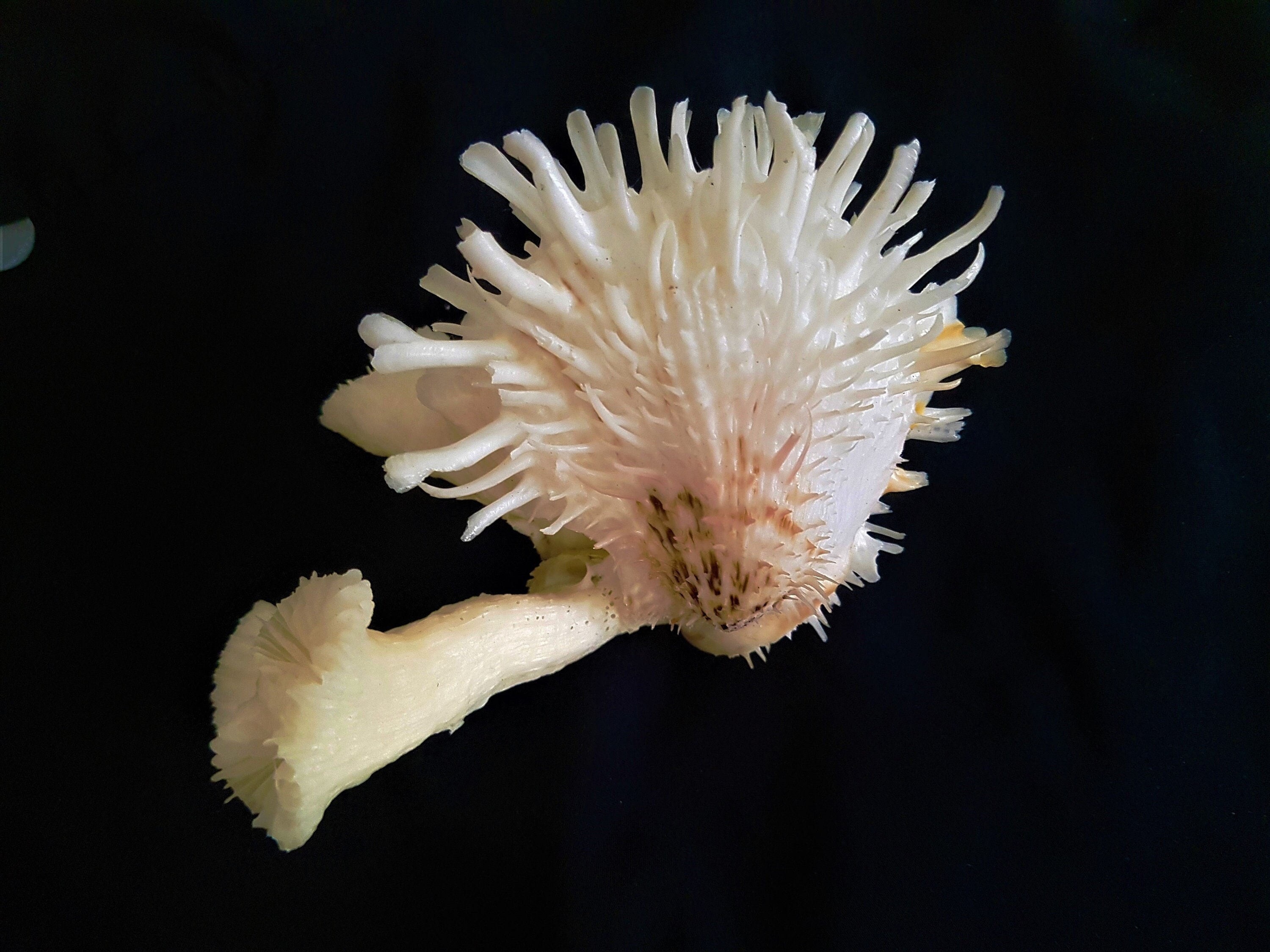 Seashell Spondylus Spectrum | Spondylidae | Thorny Oyster | Aesthetic ...