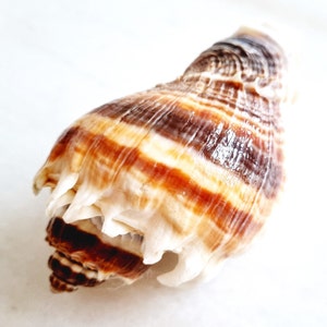 Seashell Melongena Corona Melongenidae Florida Crown Conch Aesthetic ...