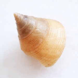Seashell Calliostoma Granulatum | Trochidae | European Granular Top ...