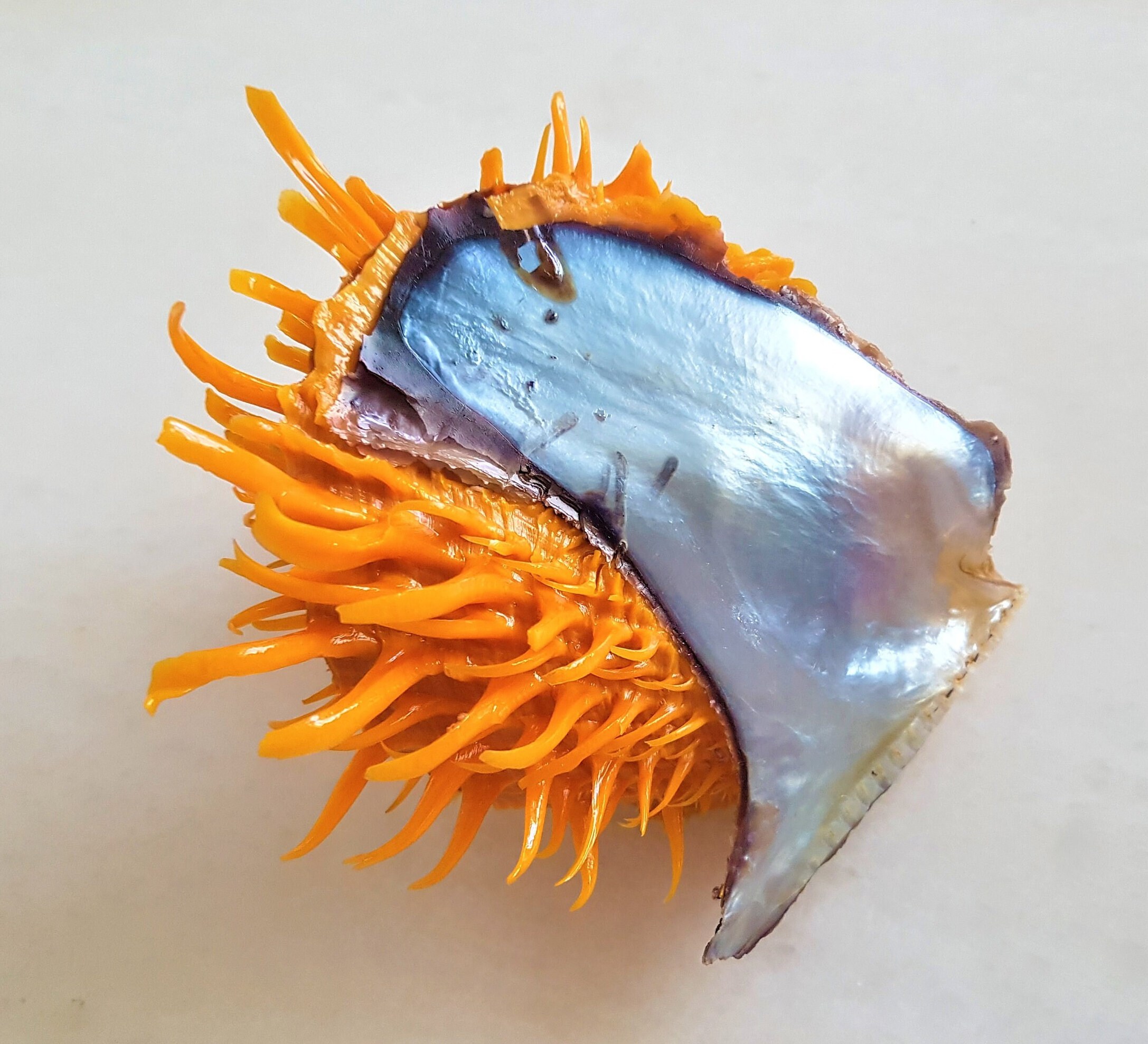 Seashell Spondylus Butleri | Spondylidae | Thorny Oyster | Natural ...