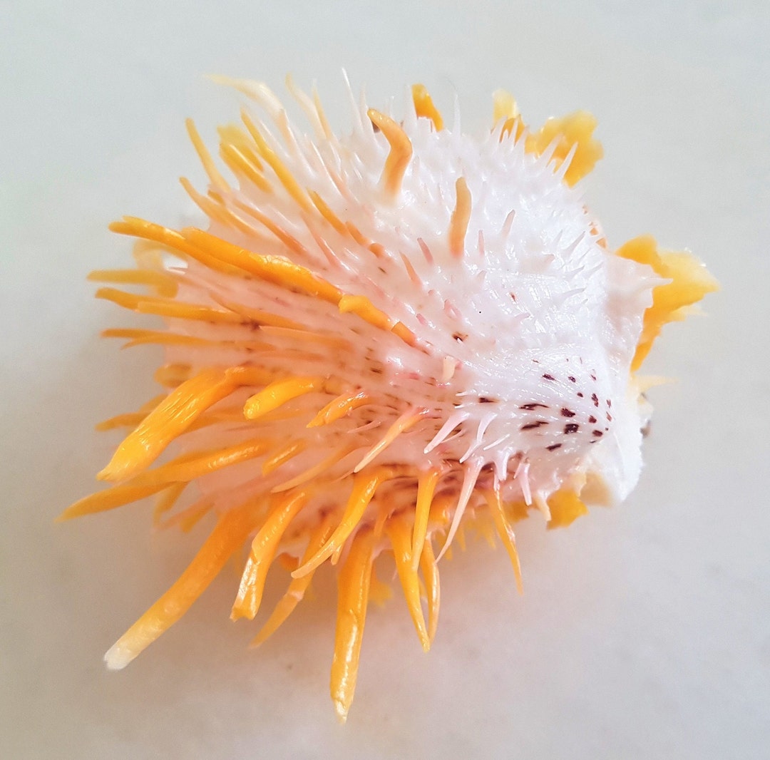 Seashell Spondylus Versicolor| Spondylidae | Thorny Oyster | Natural ...