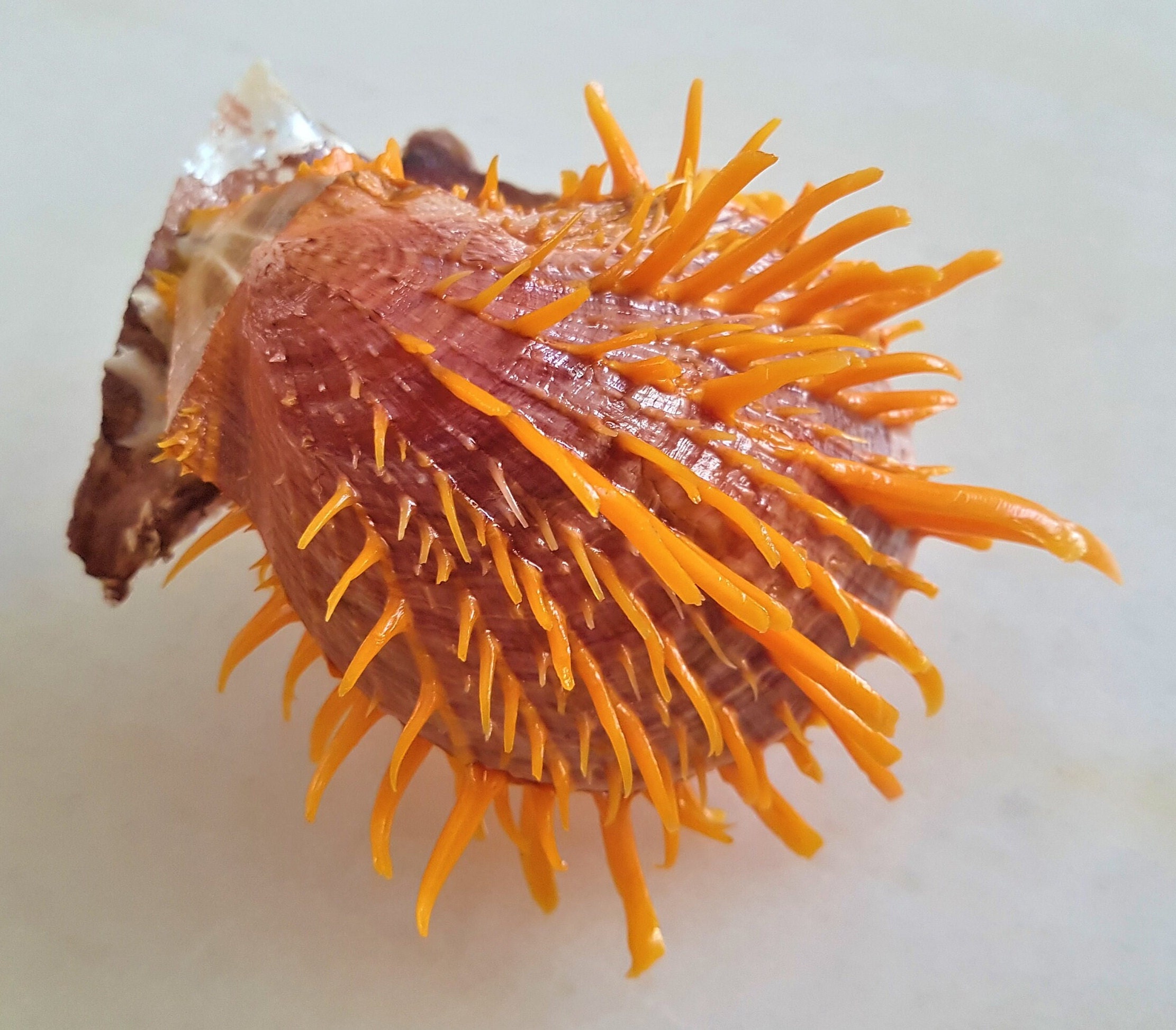 Seashell Spondylus Butleri Spondylidae Thorny Oyster - Etsy