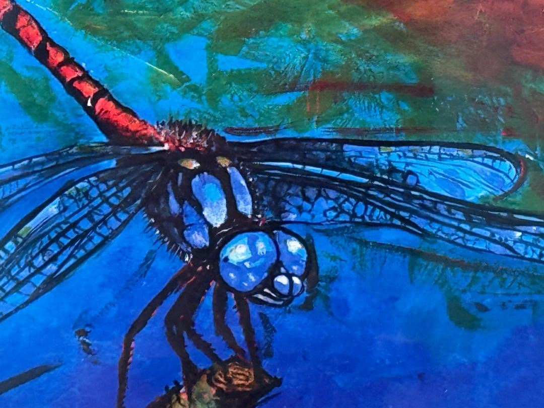 Bluefaced Meadowhawk, by Artist John Donato - Etsy