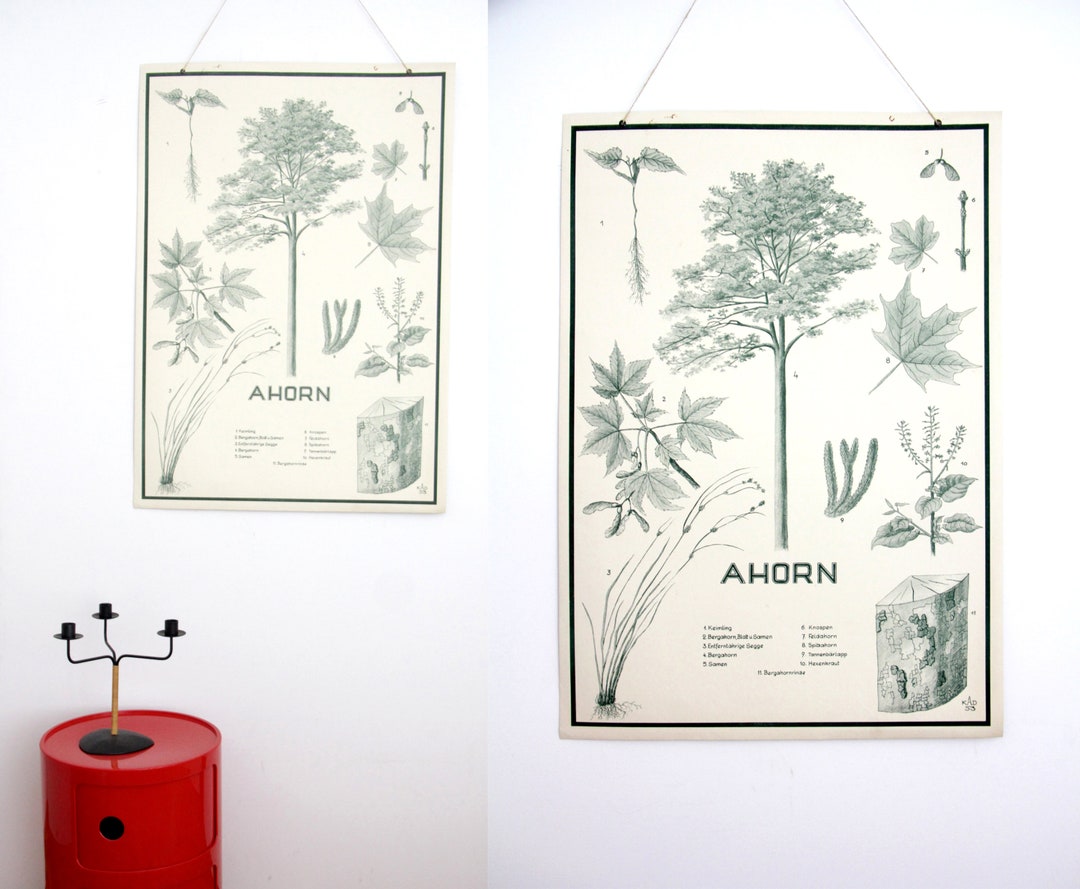 Vintage Botanical Poster // Ahorn Maple Tree Poster // 85x60 - Etsy