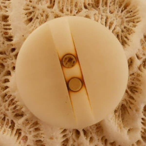 Vegetable Ivory - Etsy