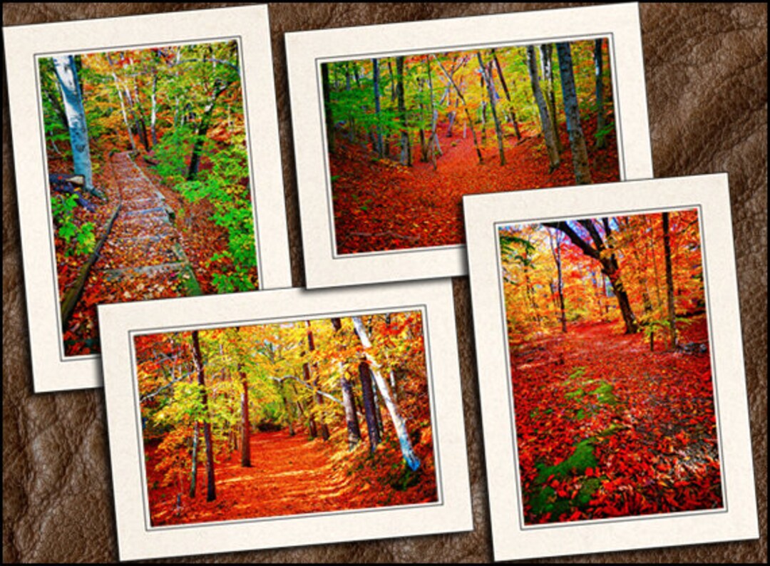 4 Nature Photo Note Cards 5"x7" W/envelopes - Blank Note Cards - (GP499 ...
