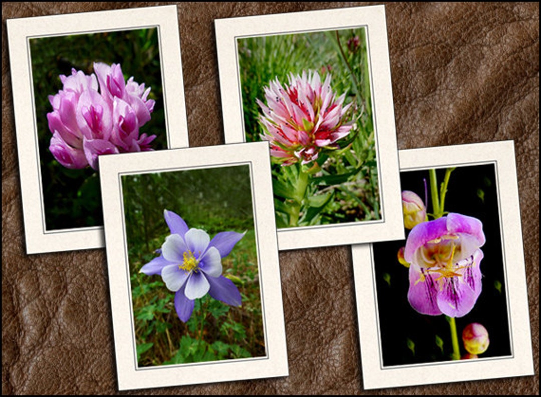 Flower Photo Note Cards Set With Envelopes - Nature Blank Note Cards ...