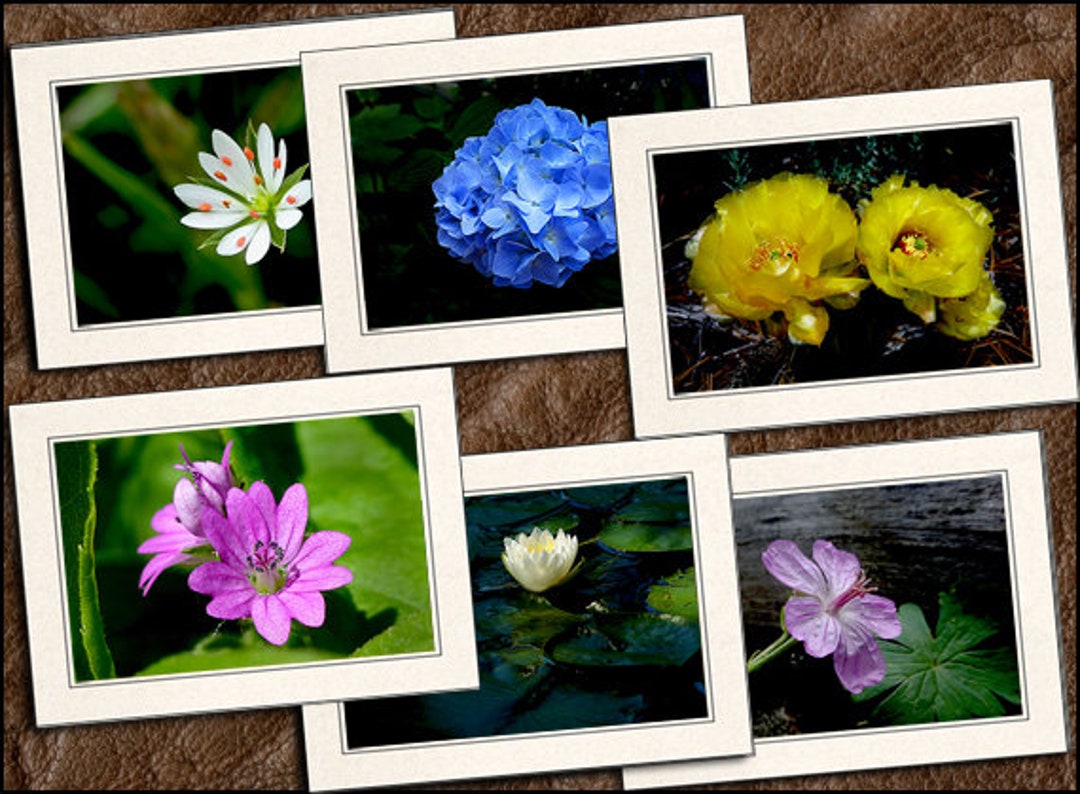 Flower Photo Note Cards With Envelopes - Nature Blank Note Cards ...