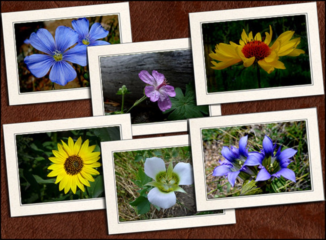 Flower Photo Note Cards With Envelopes - Nature Blank Note Cards ...