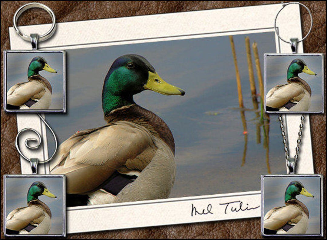 Bird Note Card Set 5x7 Blank Bird Photo Note Card Handmade - Etsy