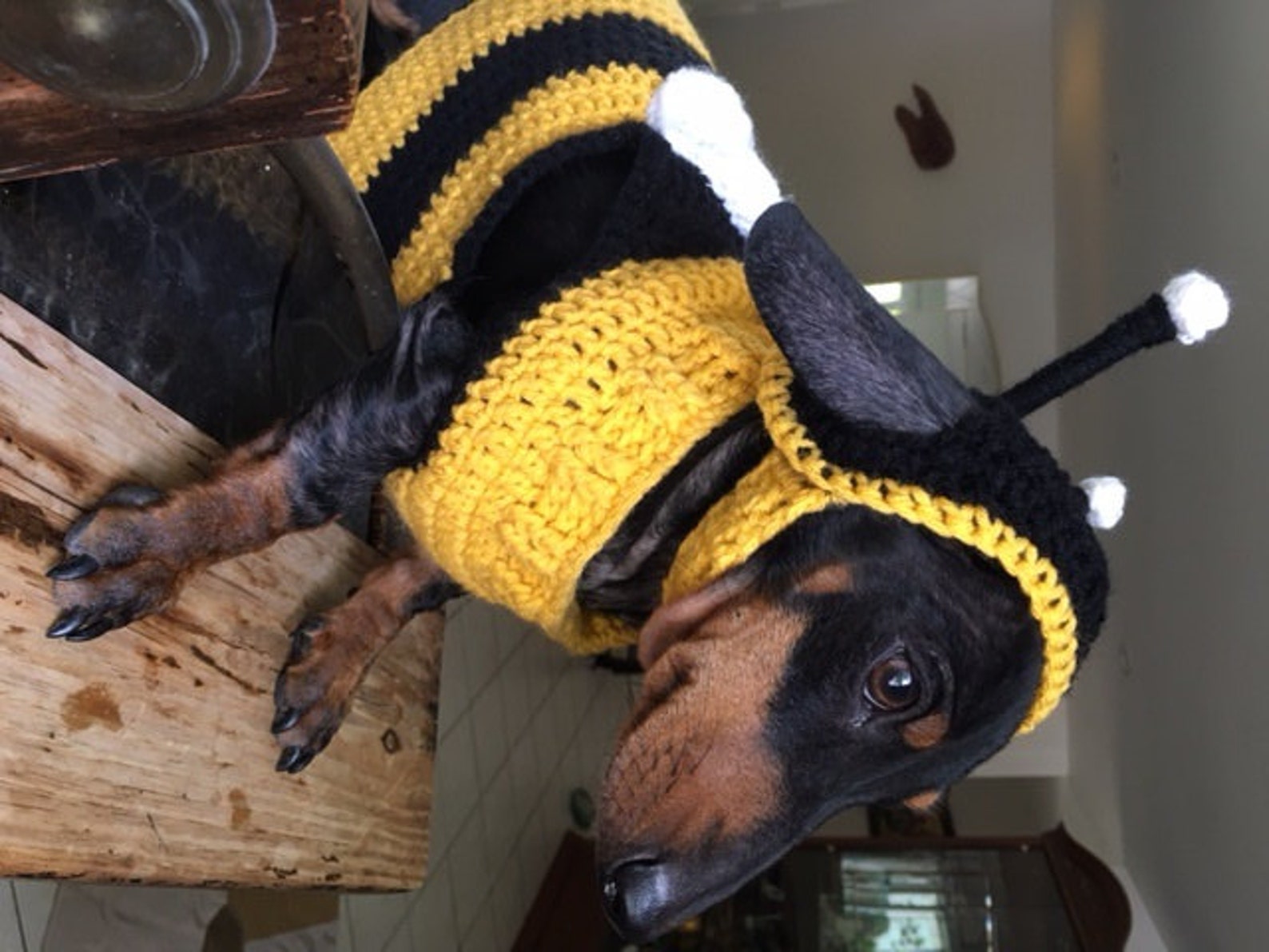 Dog Bumble Bee Custom by Dachshund Wear - Etsy