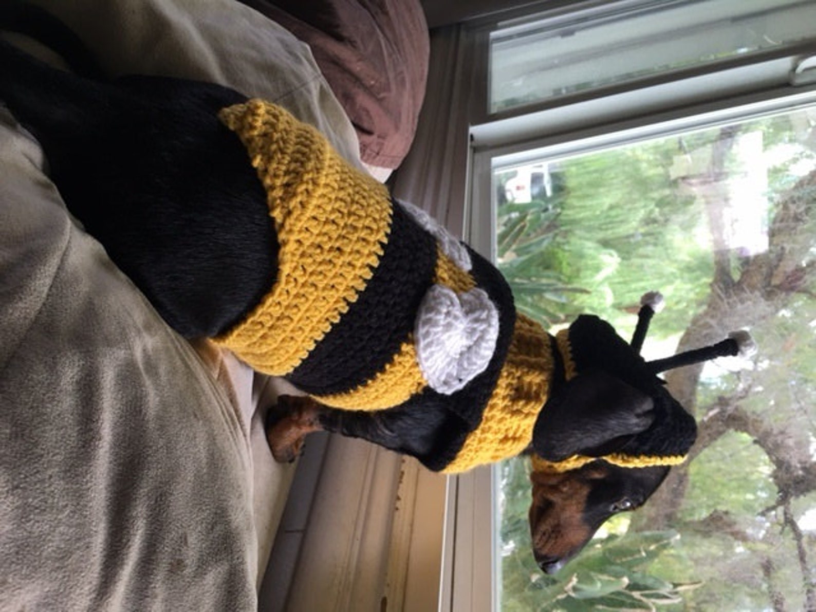Dog Bumble Bee Custom by Dachshund Wear - Etsy