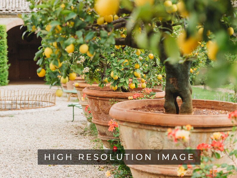 Tuscan Lemon Print | Tuscany Wall Art | Photos of Italy | Kitchen ...