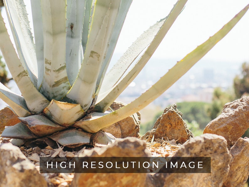 Barcelona Park Güell Agave Cactus Digital Print // Instant Download ...