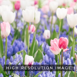 Holland Tulips Digital Print | Instant Download | Netherlands Wall Art ...