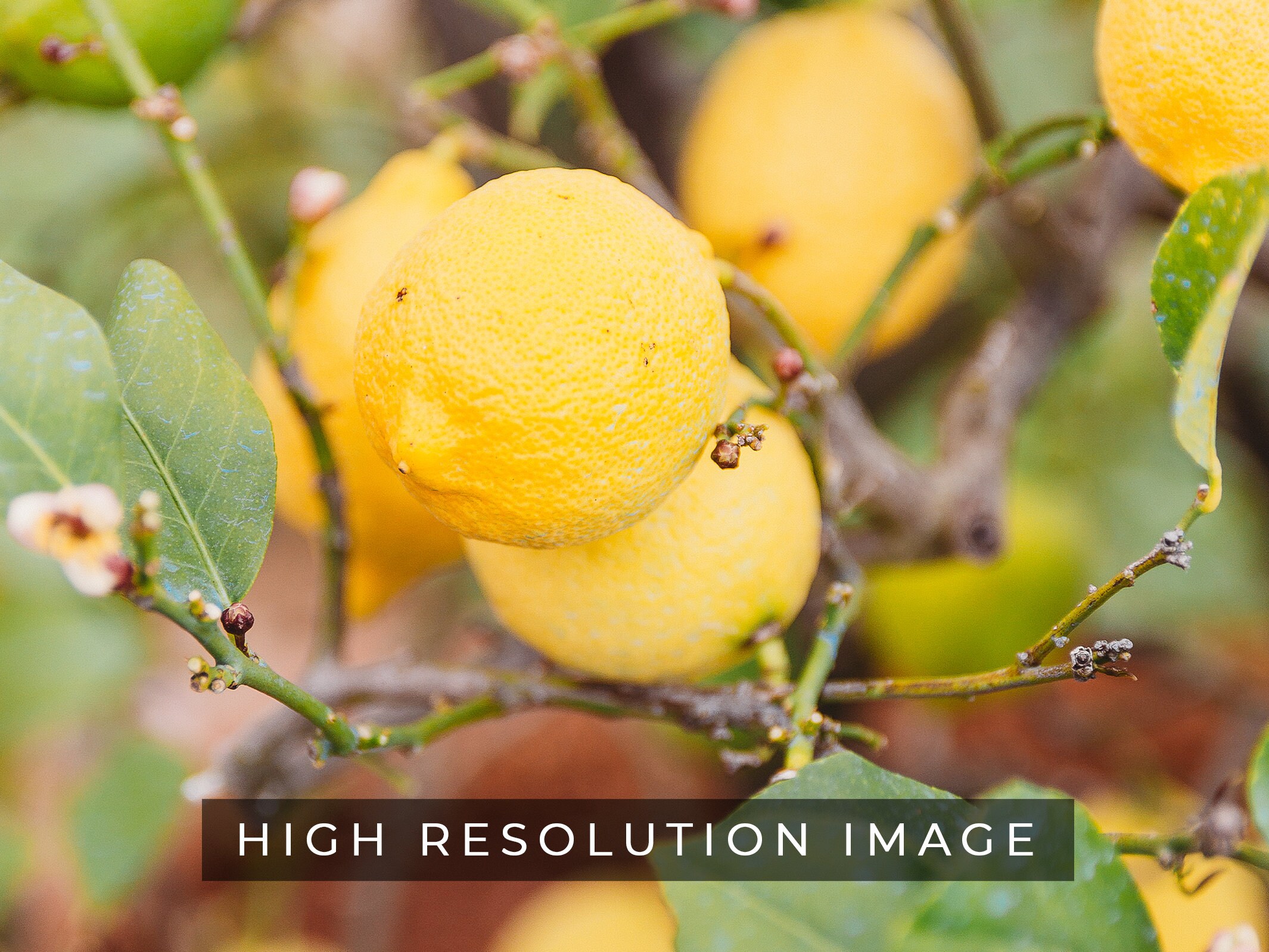 Tuscan Lemon Print | Tuscany Wall Art | Photos of Italy | Kitchen ...