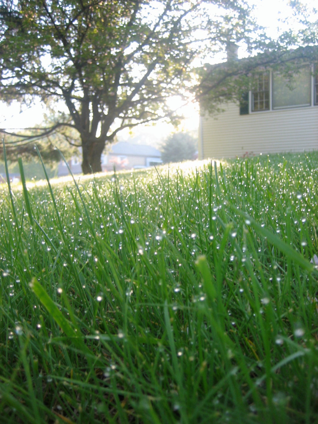 Morning Dew Photography Print - Etsy