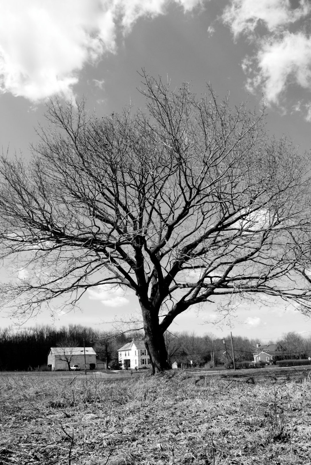 Black and White Tree Photography Print - Etsy