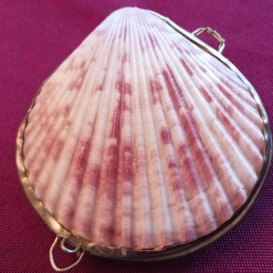 Vintage Scallop Shell Coin Purse Brass Frame Clasp Pendant Necklace ...