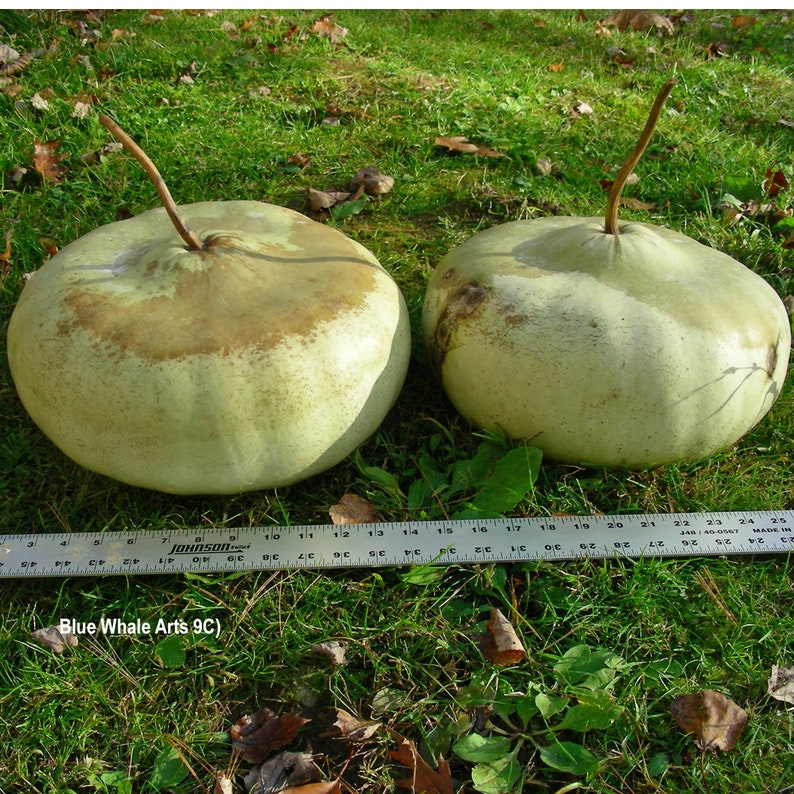 Gord seeds - infocherry