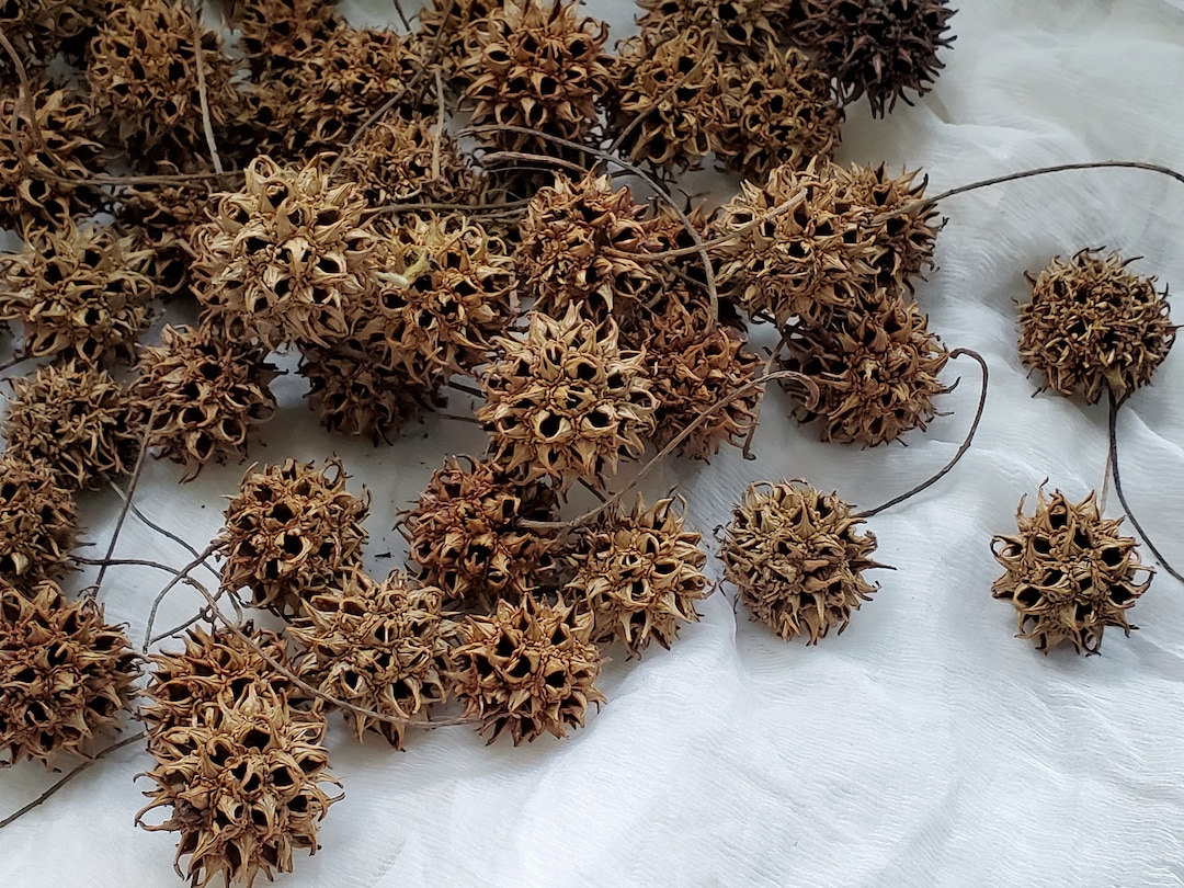 Sweet Gum Balls, for Crafts, Decoration in Bowl, (50 Pieces) These Are ...