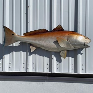 Redfish Fish Mount - 40 Inches - Half Mount - Etsy