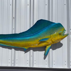 Bull Dolphin (dorado, Mahi Mahi) Fish Mount - 56 Inches - Full Mount - Etsy