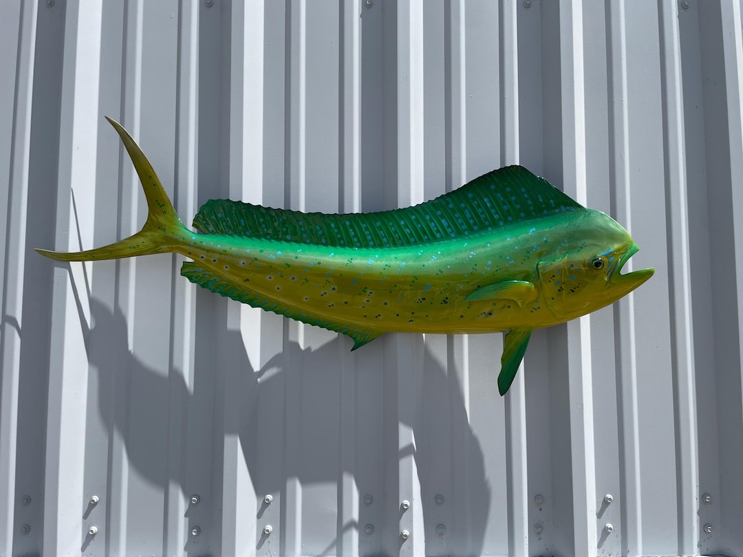 Bull Dolphin Green Hornet (dorado, Mahi Mahi) Fish Mount - 42 Inches ...
