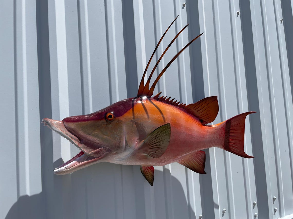 Hogfish (aka Hog Snapper) Fish Mount - 32 Inches - Full Mount - Etsy