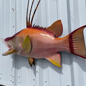 Hogfish (aka Hog Snapper) Fish Mount - 32 Inches - Full Mount - Etsy