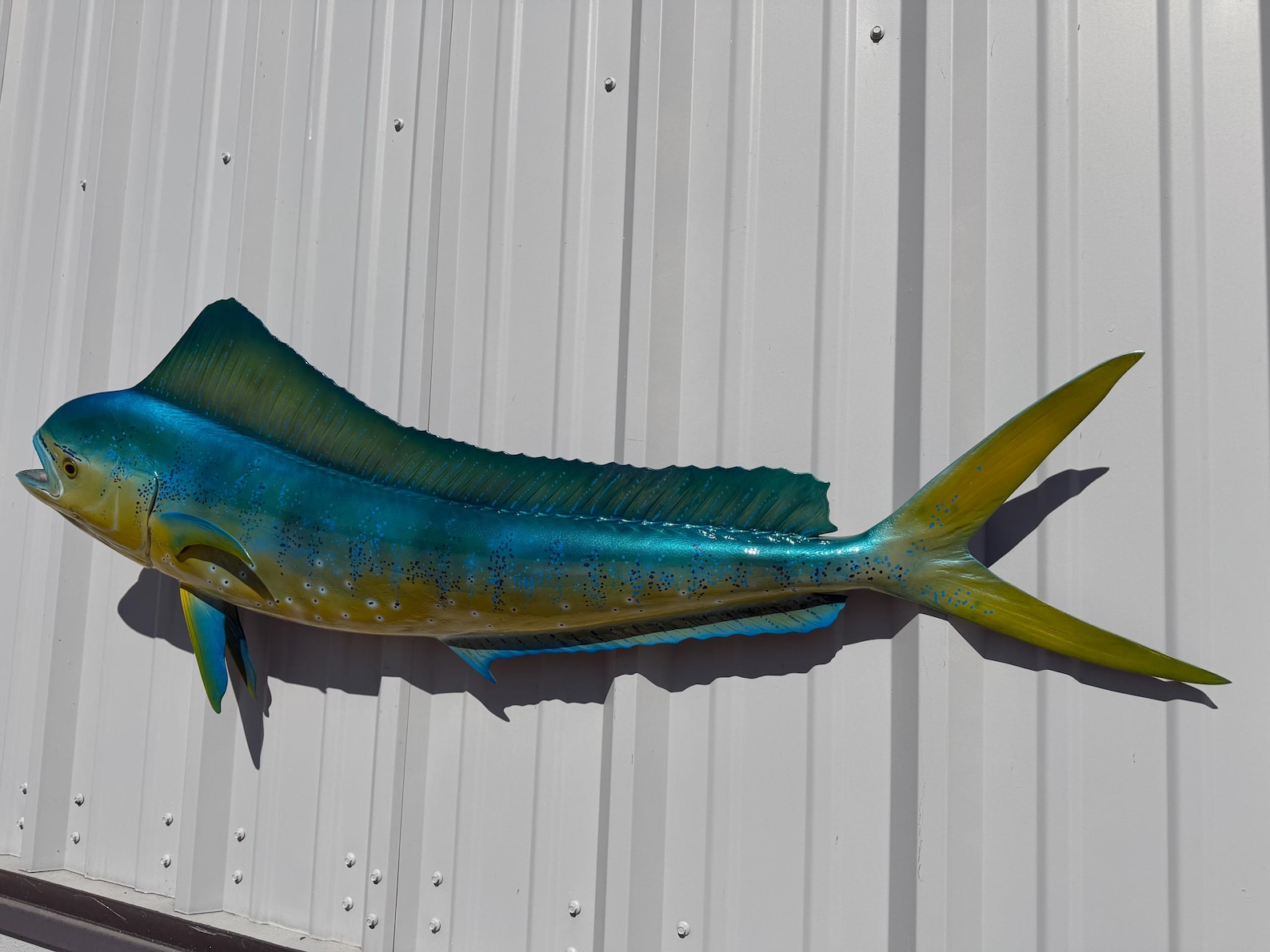 Cow Dolphin (dorado, Mahi Mahi) Fish Mount - 51 Inches - Full Mount ...