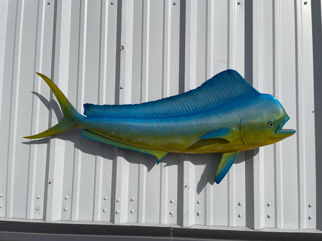 In Stock - Bull Dolphin (dorado, Mahi Mahi) Fish Mount - 46 Inches ...