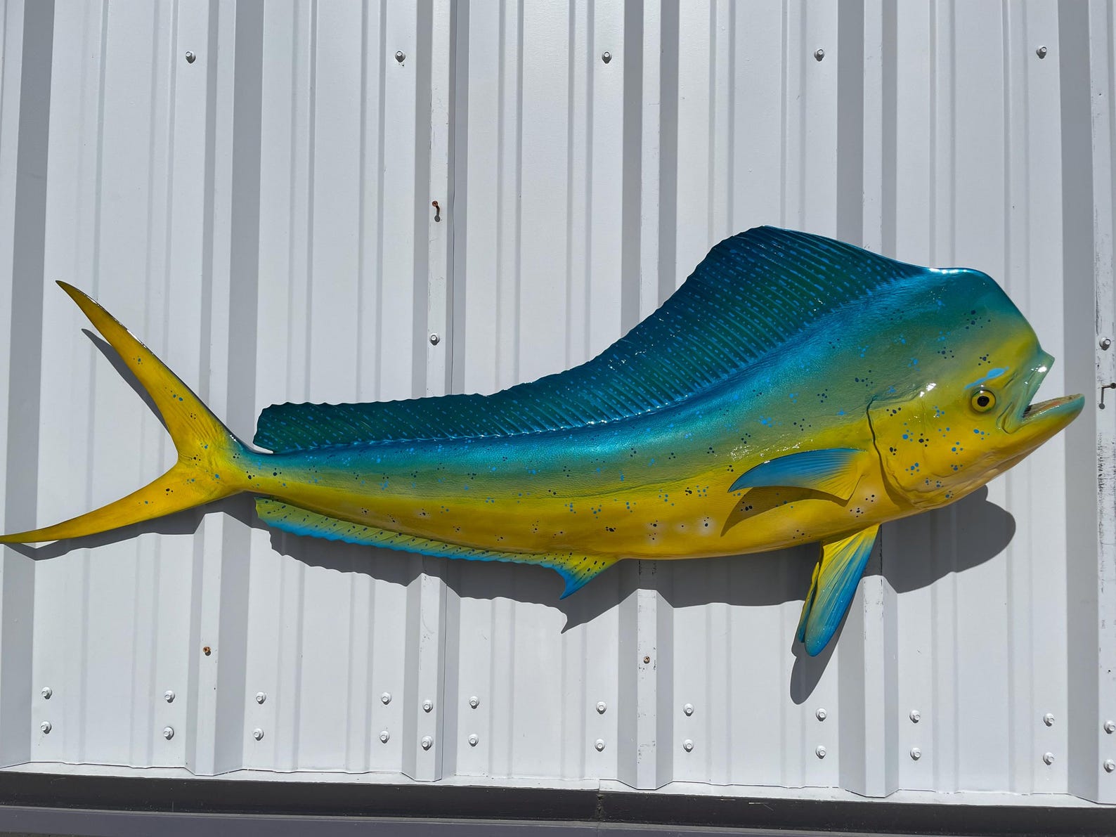 Bull Dolphin (dorado, Mahi Mahi) Fish Mount - 56 Inches - Full Mount - Etsy