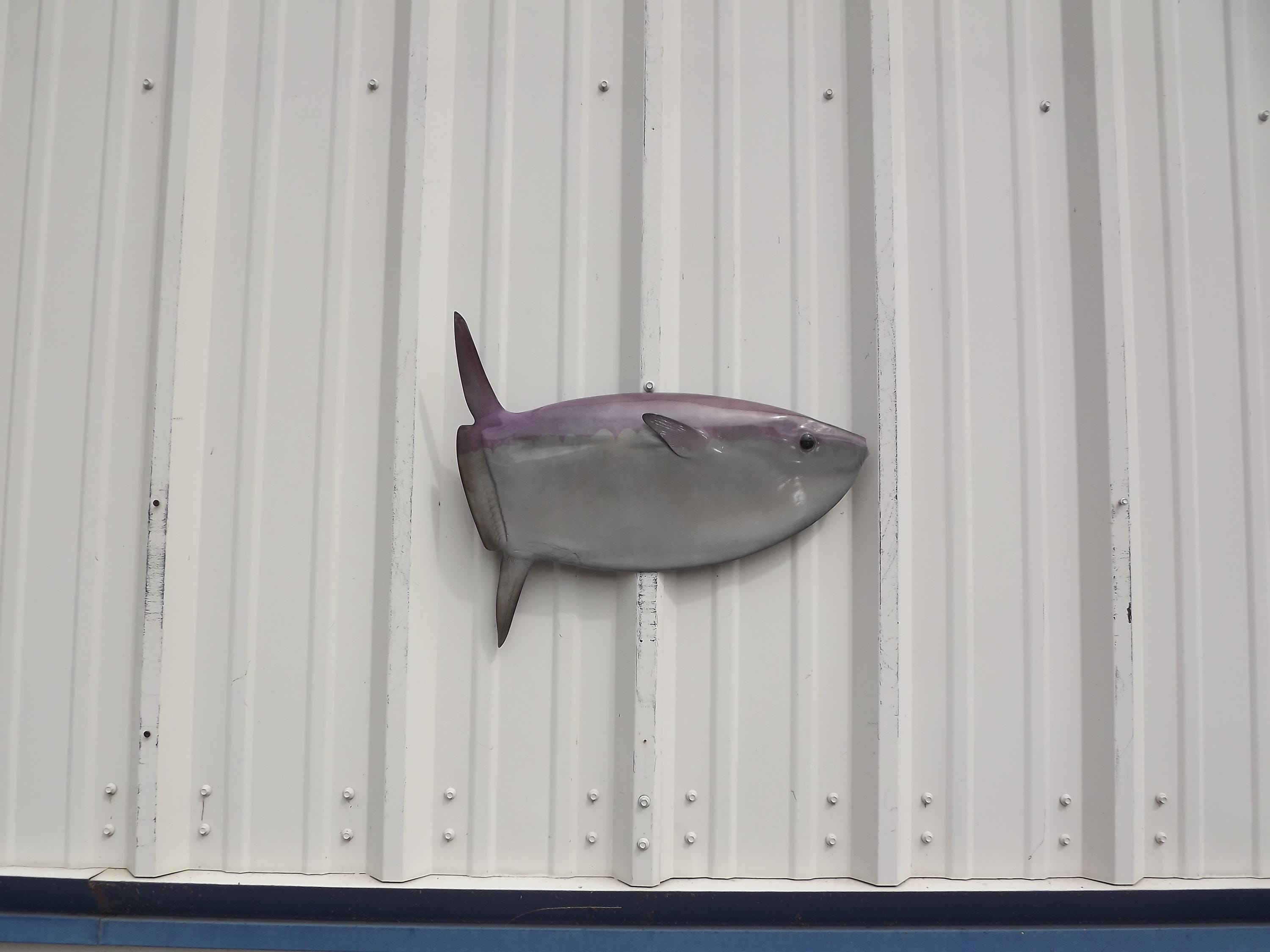 In Stock - Mola Mola (sunfish) Fish Mount - 20 Inches - Half Mount - Etsy