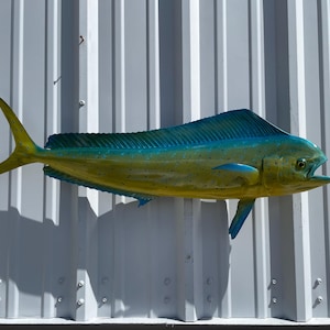 Cow Dolphin (dorado, Mahi Mahi) Fish Mount - 37 Inches - Full Mount ...