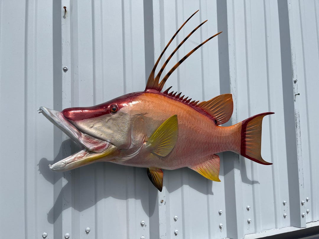 Hogfish (aka Hog Snapper) Fish Mount - 32 Inches - Full Mount - Etsy