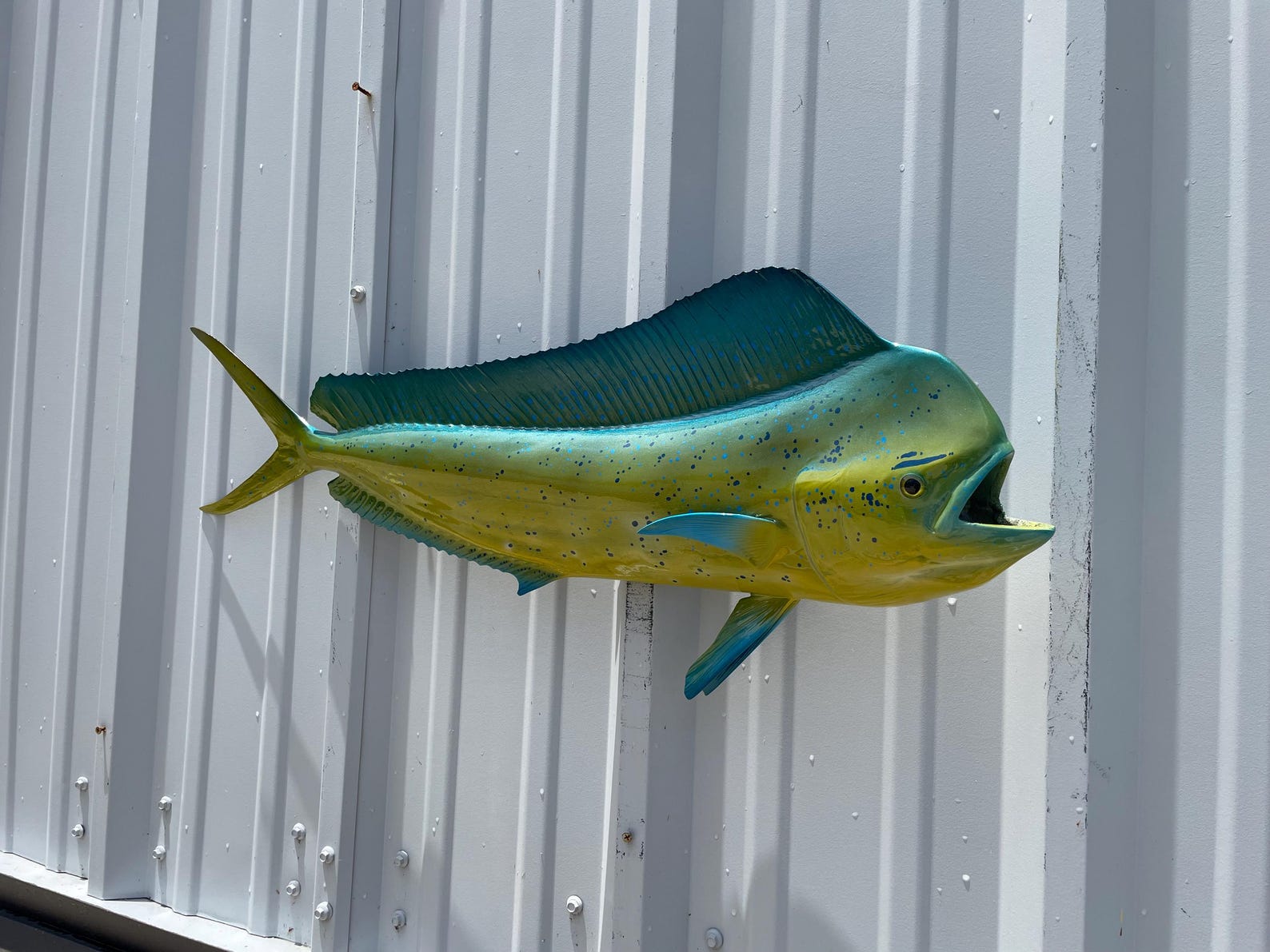 Bull Dolphin (dorado, Mahi Mahi) Fish Mount - 33 Inches - Full Mount - Etsy