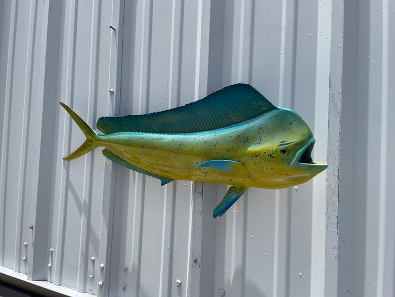 Bull Dolphin (dorado, Mahi Mahi) Fish Mount - 33 Inches - Full Mount - Etsy