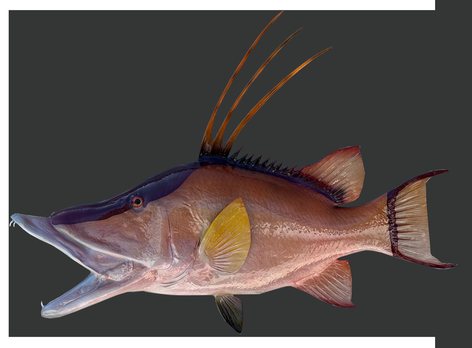 Hognose Snapper Fish