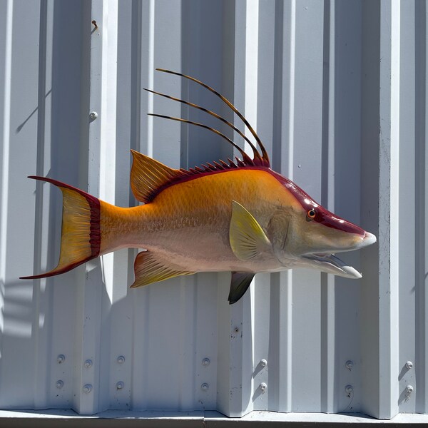 Hogfish - Etsy
